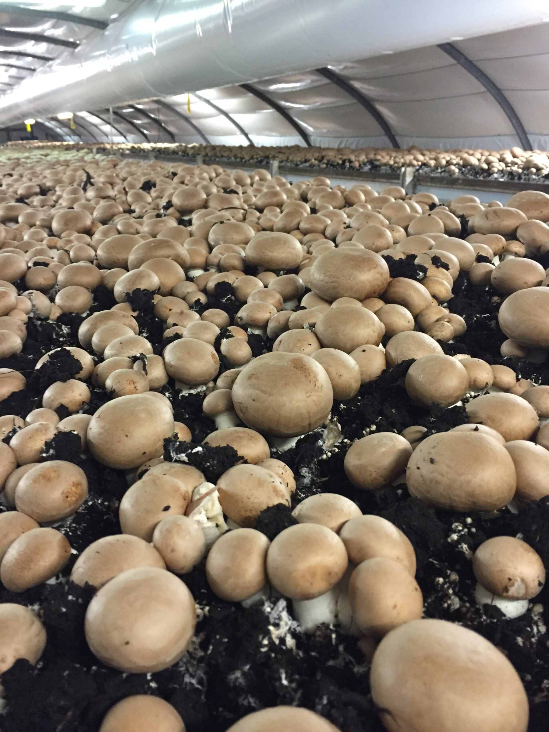 Court grants PI against Spyra for infringement of Amycel patent ...